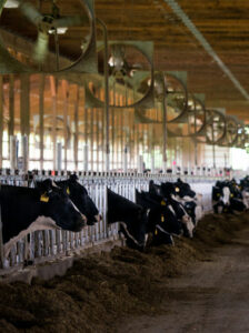 Sustainable Dairy Farming | DFA Milk
